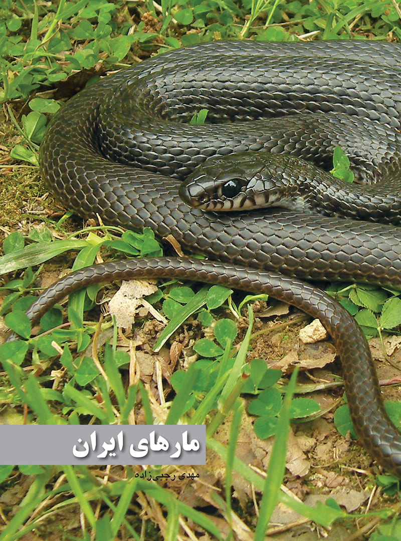 Snakes of IRAN | Books | Iranshenasi Publishing